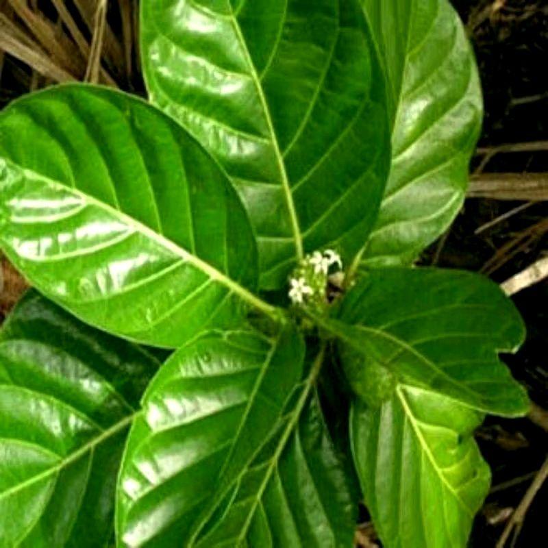 Daun Mengkudu Lebar - Supplies for Healthier Living . 50helai - TikTok ...