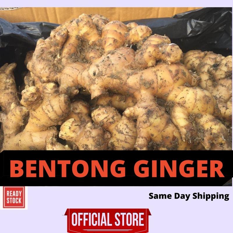 Halia Bentong / Ginger Bentong / Ginger 1KG bara - TikTok Shop Malaysia