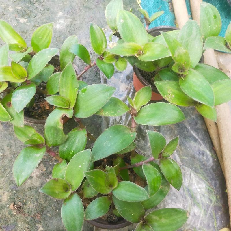 pokok telinga kera (keratan batang @ dalam pasu) - TikTok Shop Malaysia