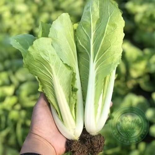 500seeds/pack PAVITO PECHAY SEEDS/Pavito Pechay Seed/PECHAY BAGUIO ...