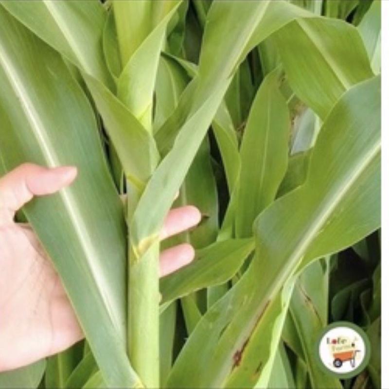 100gram & 7000pc BIJI BENIH RUMPUT JAGUNG RUMPUT SWEET JAMBO - TikTok ...