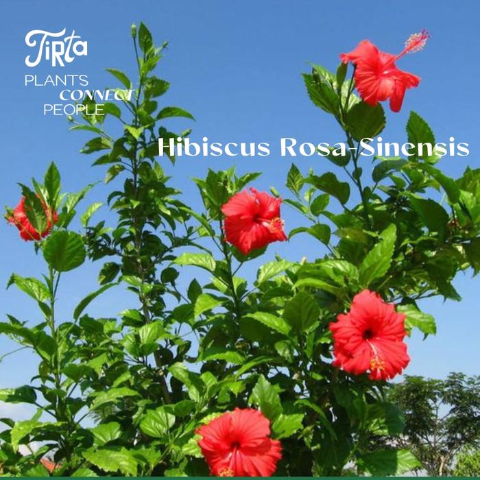 Jual Hibiscus Rosa-Sinensis - Kembang Sepatu - Bunga Merah - Tanaman ...