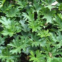 Jual Tanaman Hias Dendron Jari / Philodendron Selloum / Split-Leaf ...