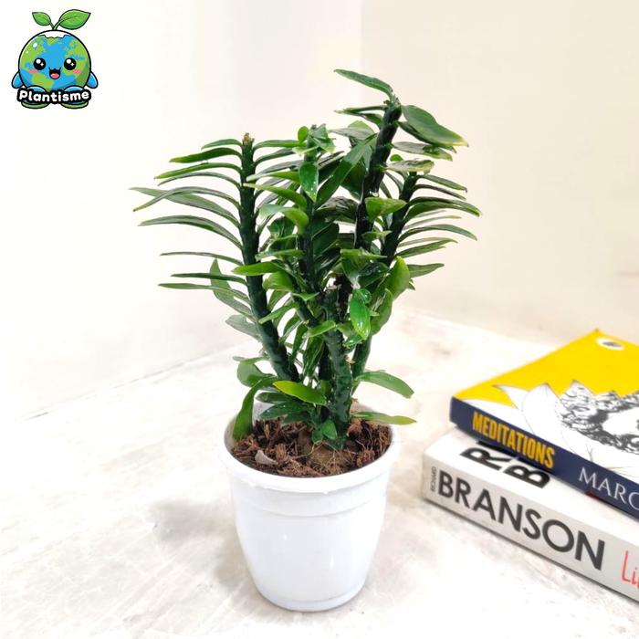 Jual Tanaman Hias – Euphorbia Tithymaloides Green Pedilanthus Tanaman ...