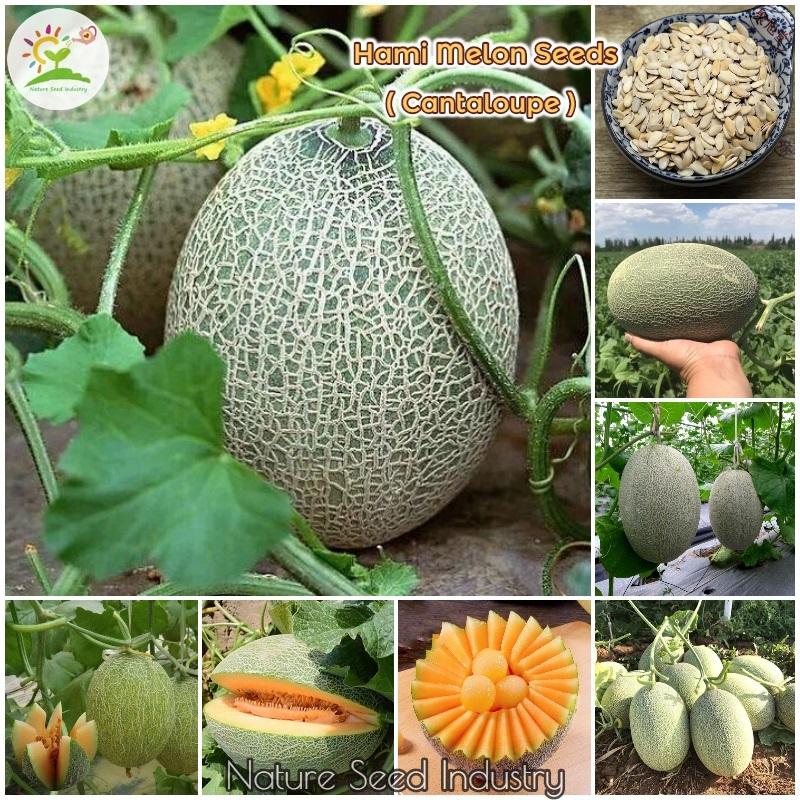 [Singapore Ready Stock] Hami Melon Seeds for Planting (100pcs) Sweet ...