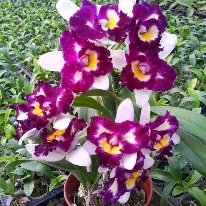 TERMURAH tanaman hias Anggrek Dendrobium purple white siap berbunga ...