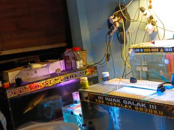 Stiker Akuarium HOLOGRAM Ikan Channa Anti Air Sticker Aquarium - Shop ...