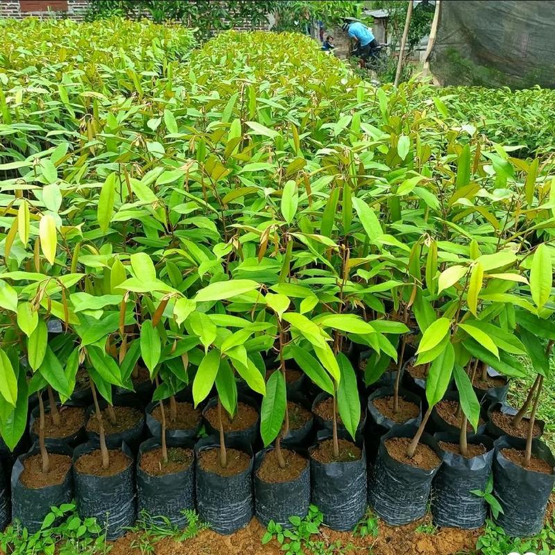 bibit durian segala jenis - Shop | Tokopedia