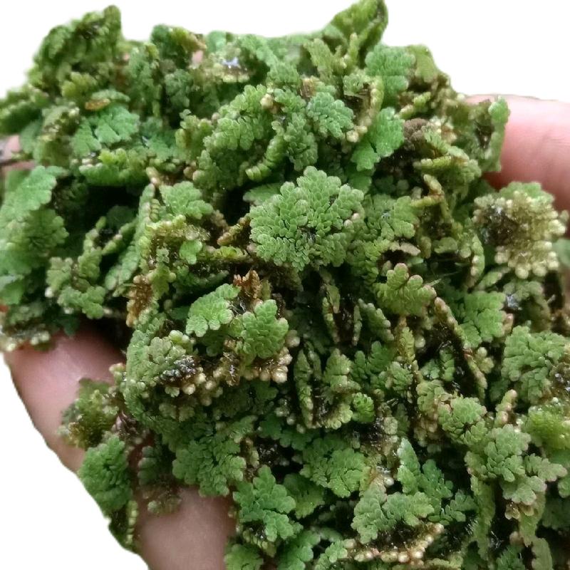 Azolla Pakan Ayam Kampung | Tinggi Protein dan Mineral - Shop | Tokopedia