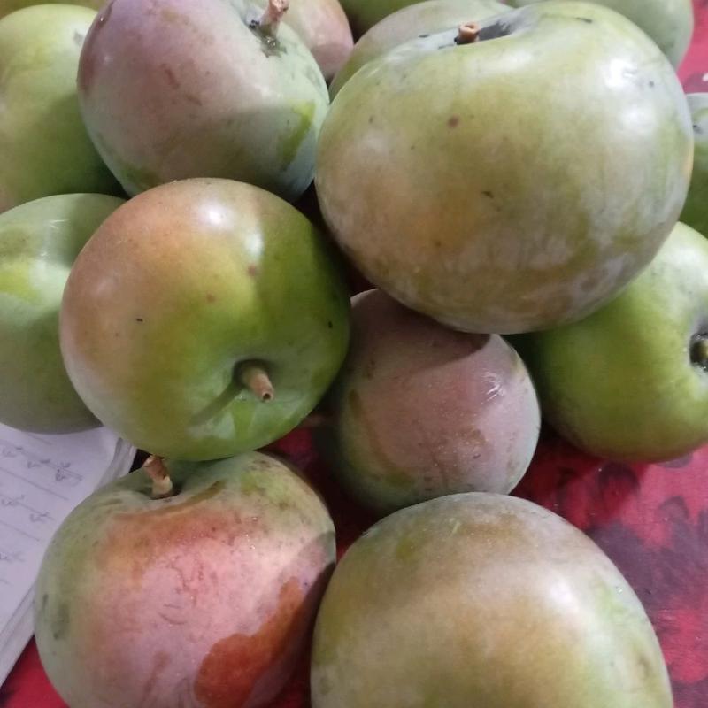 mangga apel 1 kg isi 4-5 biji enak buat rujakan - Shop | Tokopedia
