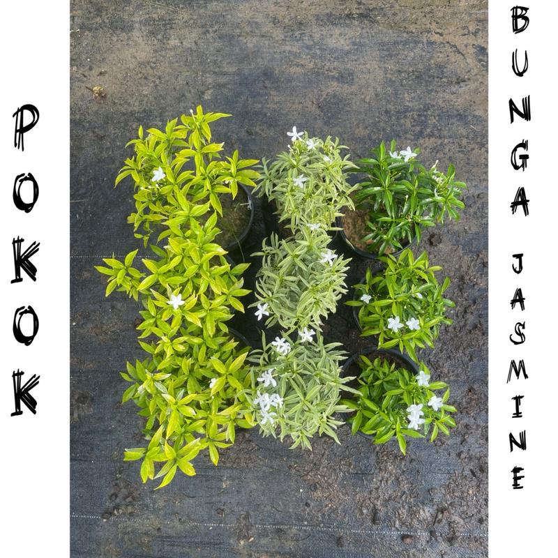 Artificial Pokok Bunga Jasmine multi color Dwarf /Outdoor Landscape ...