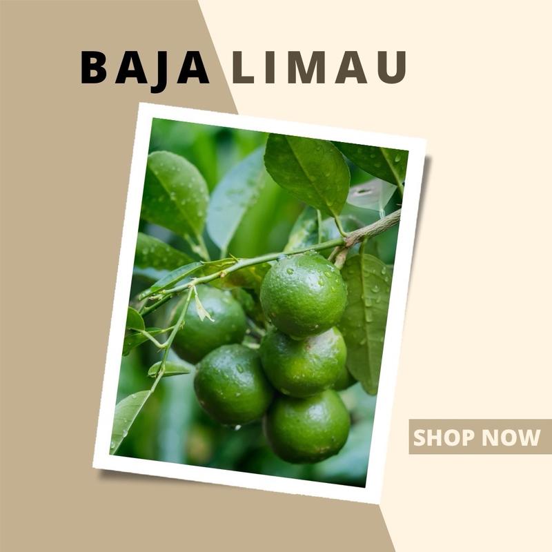 BAJA POKOK LIMAU / CITRUS / LIMAU KASTURI, LEMON, LIMAU PURUT (BAJA ...