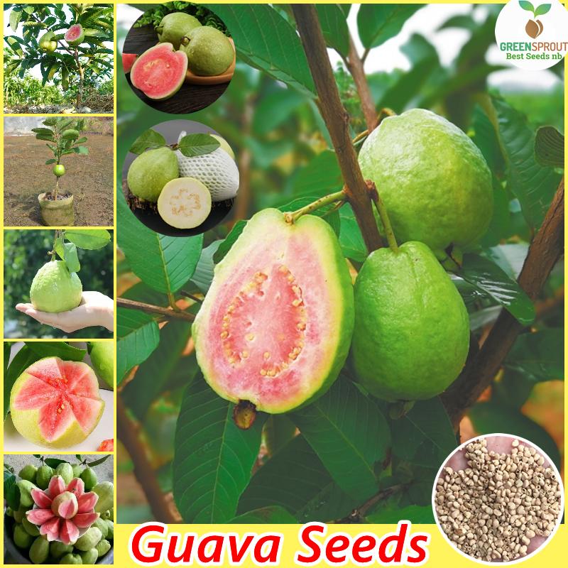 Malaysia Easy To Grow Guava Fruit Seeds for Planting (100 Seeds ...