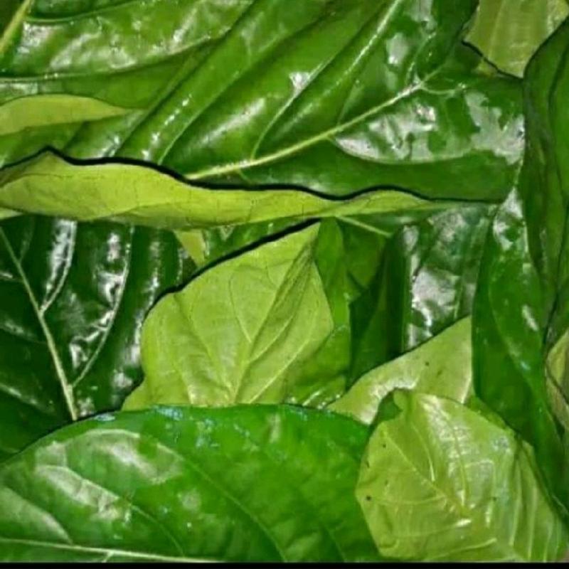 Daun Mengkudu Atau Daun Pace Atau Langsung Petik Fresh Per Lembar ...