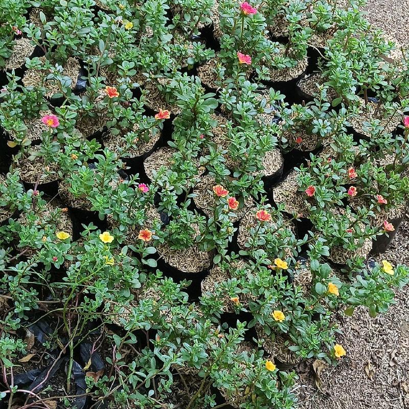 tanaman krokot mawar (Portulaca grandiflora) yang sedang mekar dengan ...