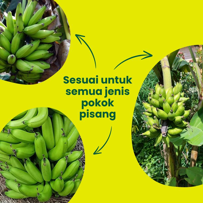 Agro Farm Baja Khas Pisang / Baja Paksa Buah / Baja Gemuk Pisang / Baja ...