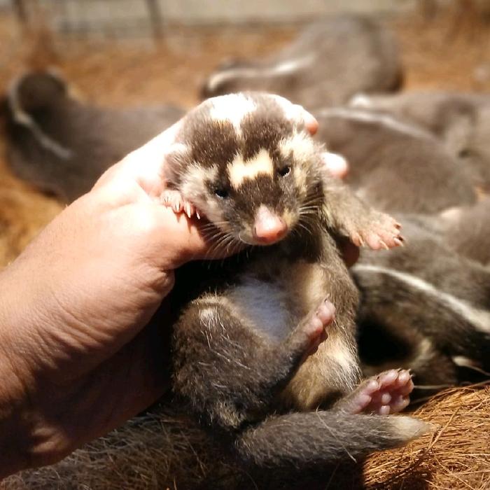 Jual musang biul baby - Kab. Bogor - SYAM PET'S | Tokopedia