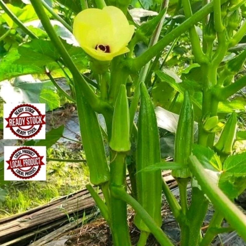 35 BIJI BENIH BENDI F1 HYBRID(POKOK JENIS RENDAH & BERCABANG - TikTok ...
