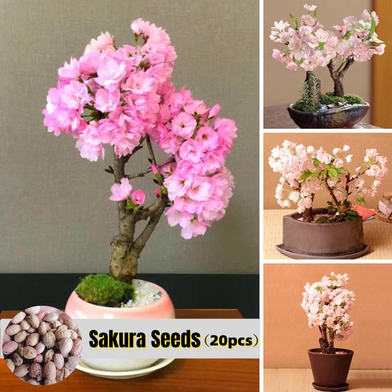 20seeds/pack Japanese Sakura Seeds Flower Seeds for Gardenin - TikTok ...