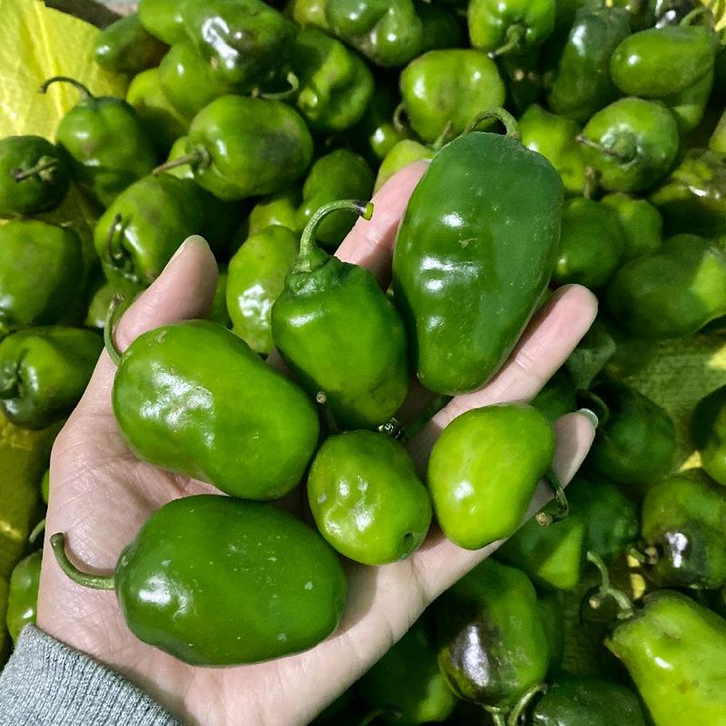 Cabai gendot asli dieng (PROMO) - Shop | Tokopedia