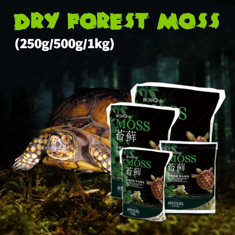 Nomoy Pet Dry Forest Moss Reptile Substrate terrarium landscape ...