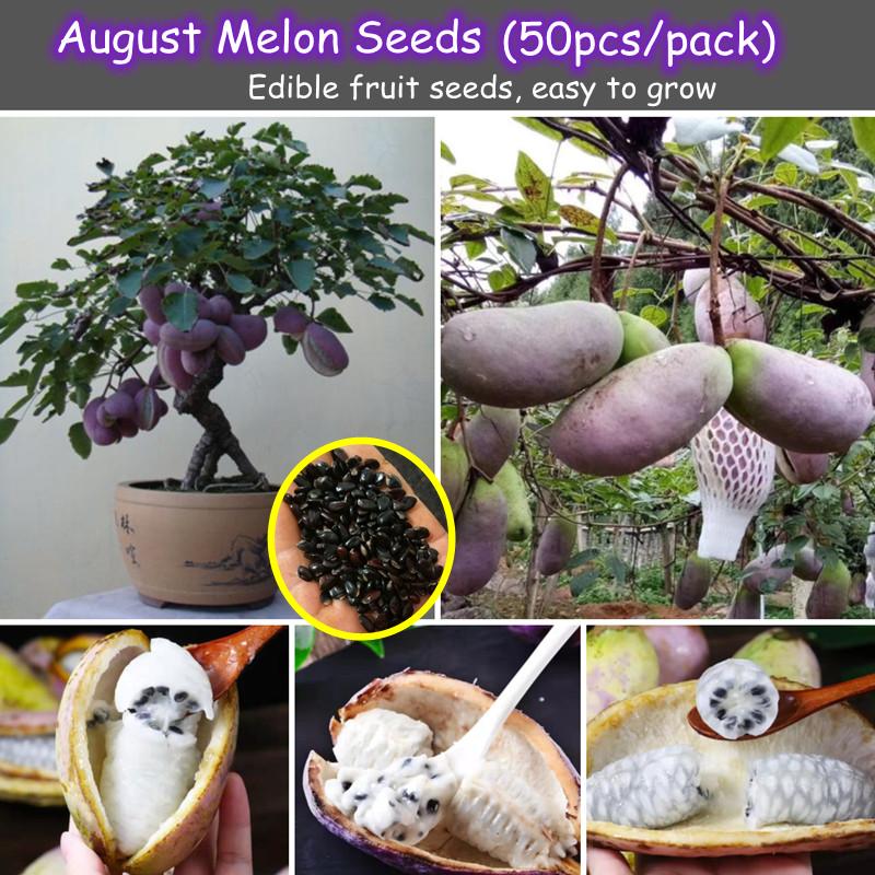 Singapore Ready Stock 50pcs August Melon Seeds for Sale Edible - TikTok ...