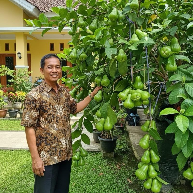 Bibit jambu air green giant siap tanam siap berbuah - Shop | Tokopedia