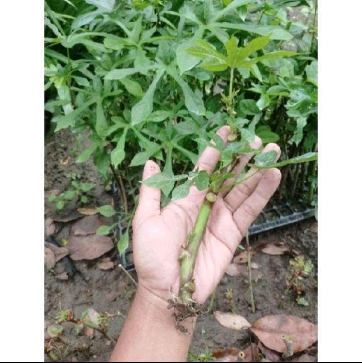 telo papua pakan ternak kambing,kelinci dll - Shop | Tokopedia