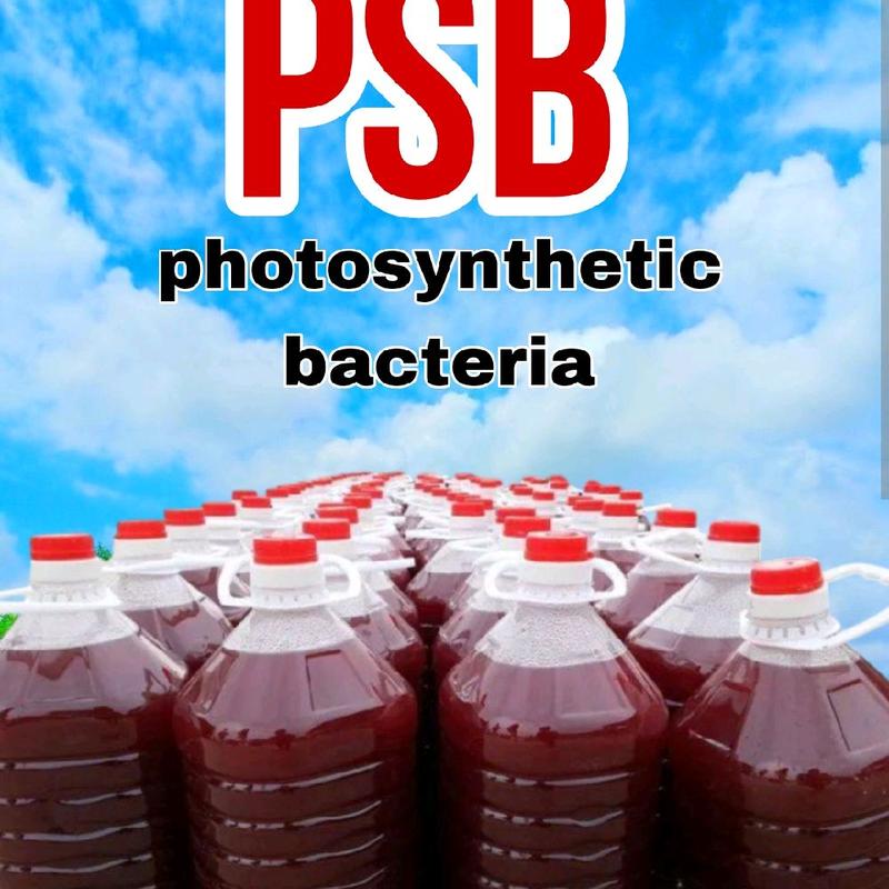 PSB (photosynthetic bacteria) - TikTok Shop Malaysia