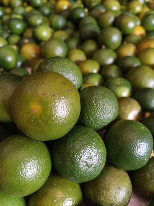 10KG Jeruk Sonkit/Jeruk Kunci Lemon cui/Jeruk Peras Kasturi Ukuran ...