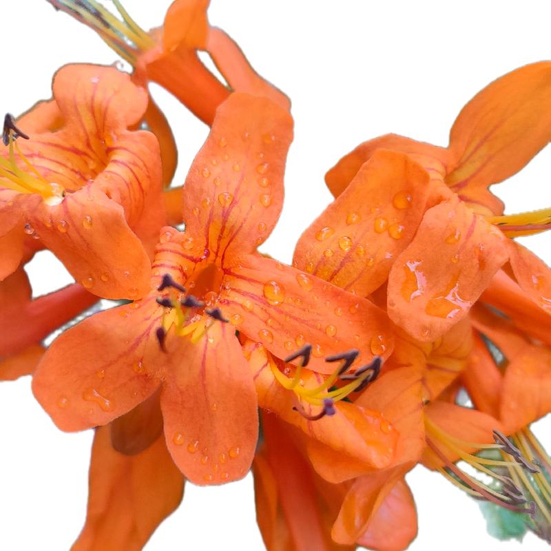 Plant Seedlings Orange Red Tecomaria capensis Tropical rainforest ...