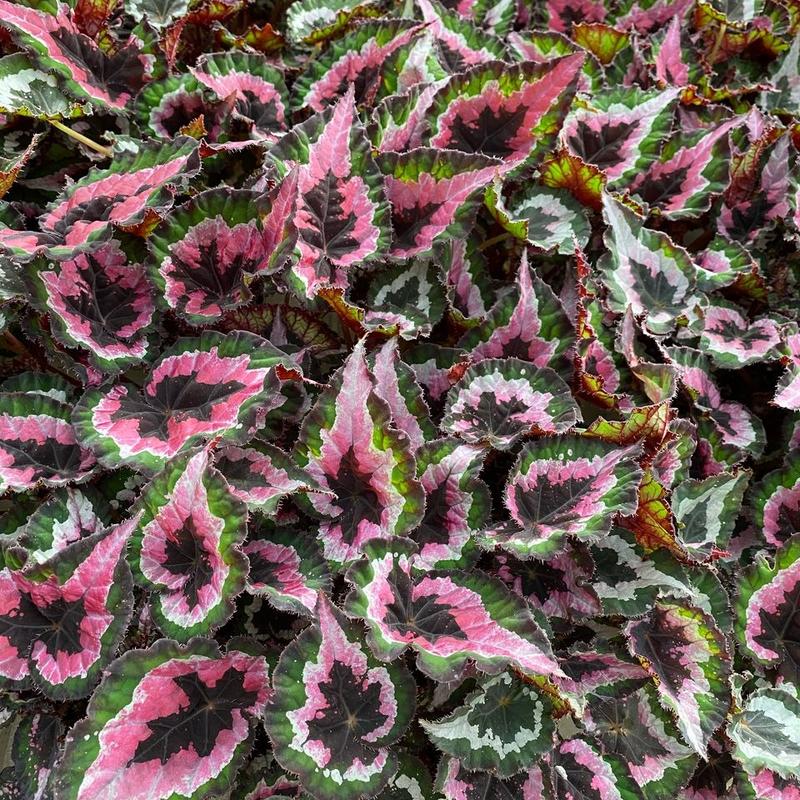 Assorted Watermelon Begonia Rex / Asam Batu / Begonia Plant - TikTok ...