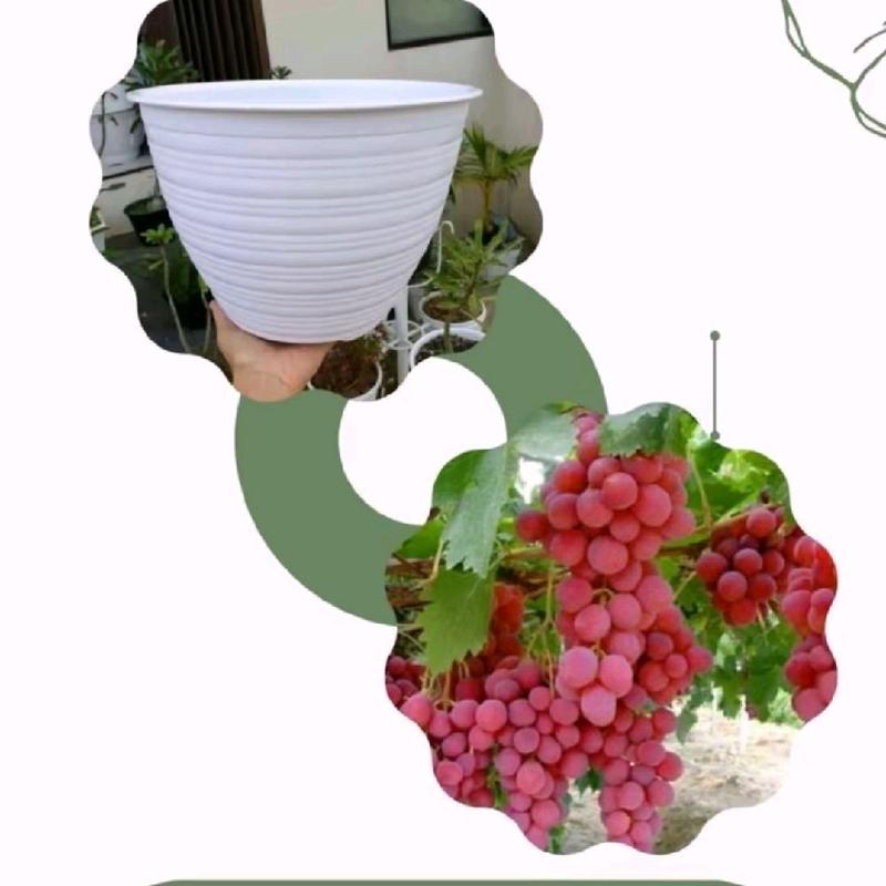 Pot Untuk Menanam Bibit Anggur Impor - Shop | Tokopedia
