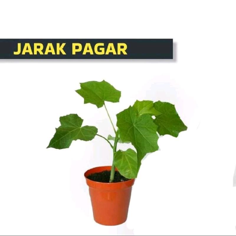 Pohon jarak, tanaman jarak, pohon jarak pagar, tanaman herbal pohon ...