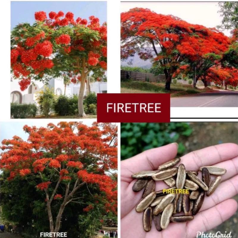 firetree seeds ( 10 seeds) buy 2get 1 free - TikTok Shop Philippines