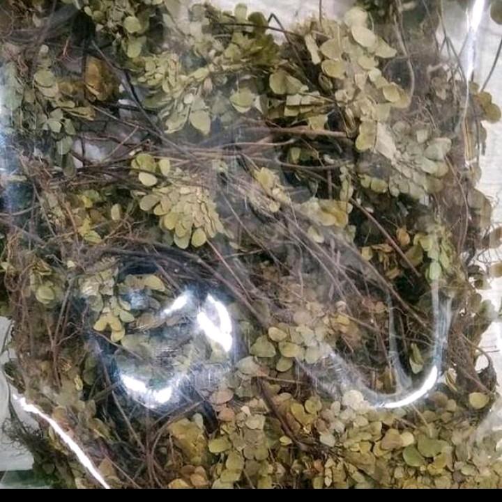 Rumput Herbal Papua Original 50gr - Shop | Tokopedia