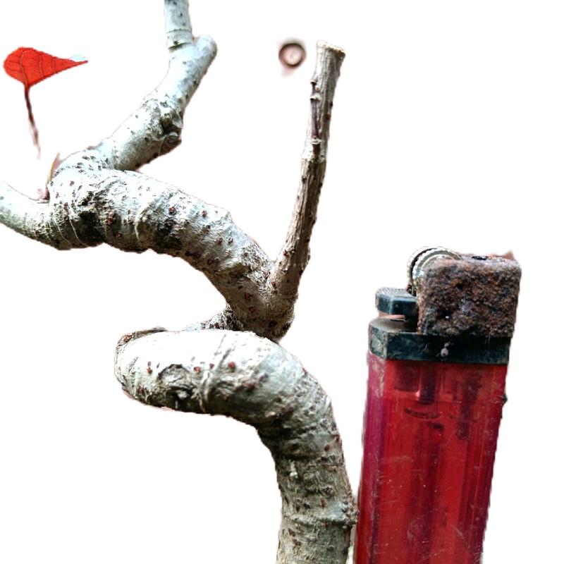 Bonsai waru merah prokar meliuk ekstrem Alami - Shop | Tokopedia