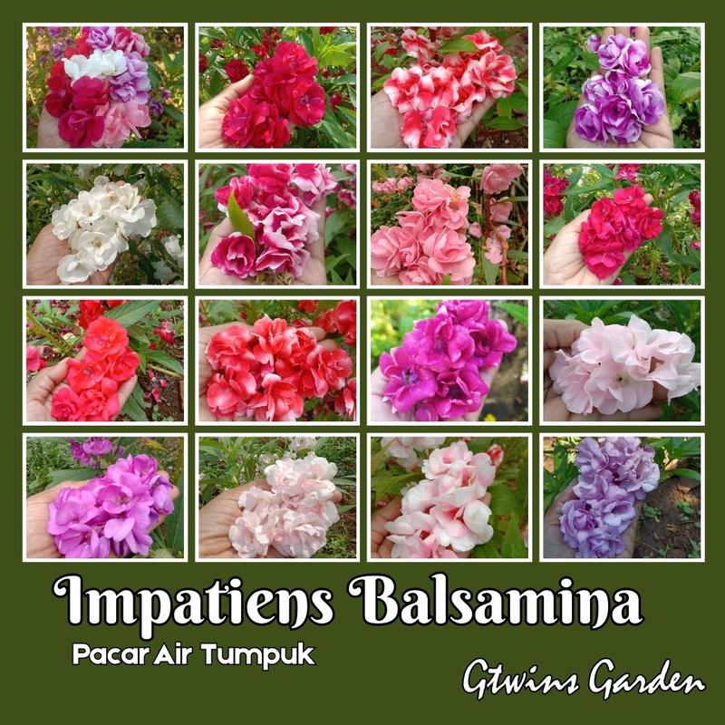GG | 60 Benih Bunga Pacar Air Impatiens Balsamina Varian Warna Tumbuhan ...