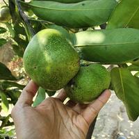 Jual Buah Giant BLACK SAPOTE Siap Matang (Sawo Hitam) - 500gr - Kota ...