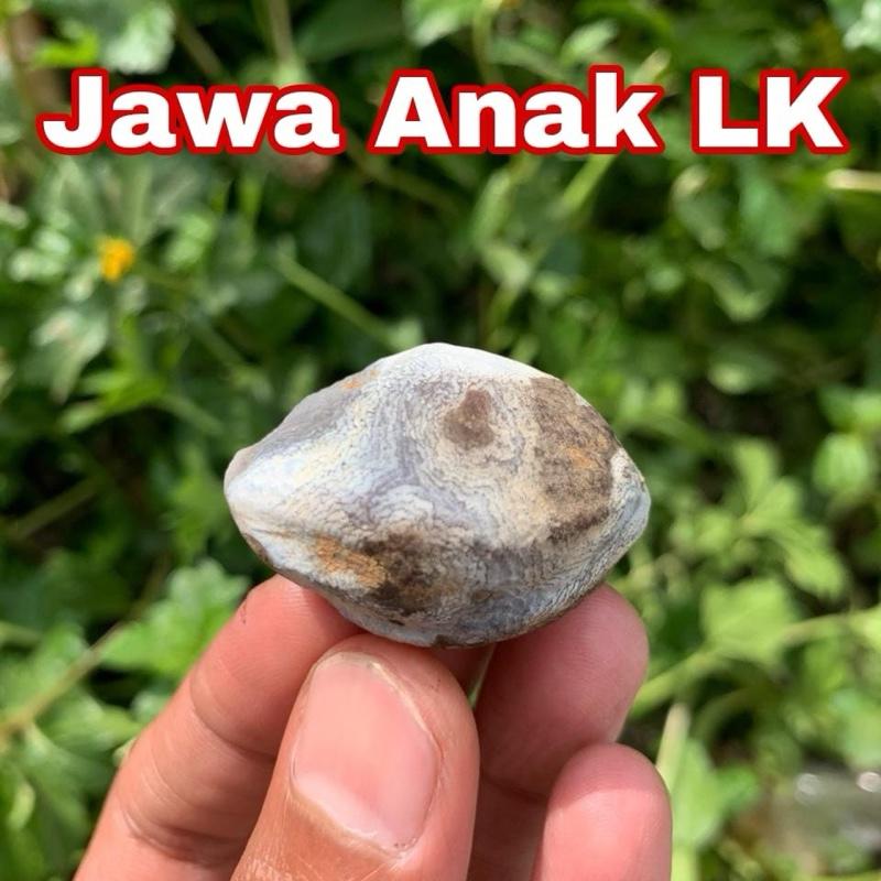 Muncang Adu Jenis Jawa Anak LK 50/3 - Shop | Tokopedia