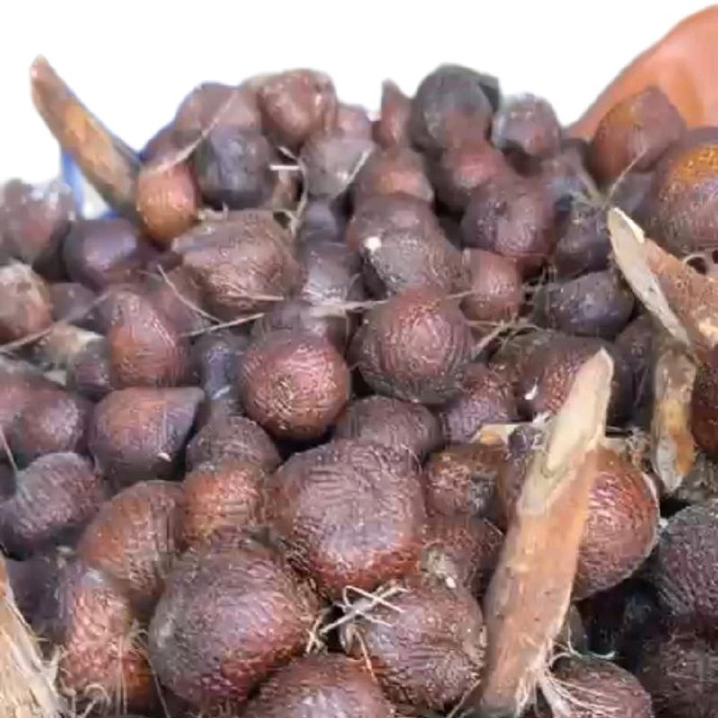 Buah Salak Gula Pasir Bali Manis Dan renyah gula pasir - Shop | Tokopedia