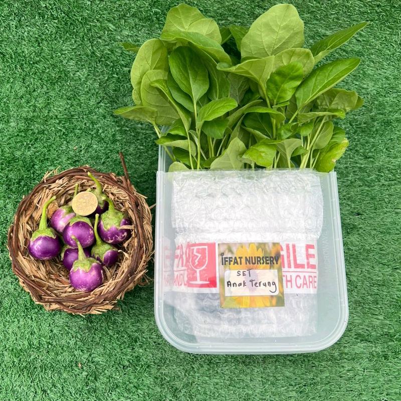 Set T3rung Ulam Ungu Artificial (8pot/ 2) Decor - TikTok Shop Malaysia