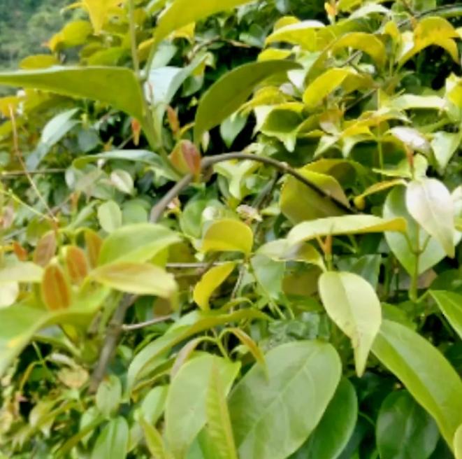 Rakiang acid rattan seeds Nutrient-rich organic vegetable gardening ...
