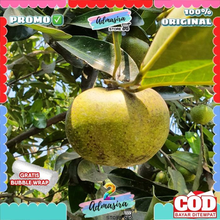 Jual Buah Giant BLACK SAPOTE Siap Matang (Sawo Hitam) - 500gr - Kota ...
