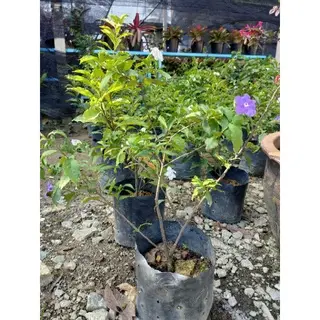 FLORAZAZZY Pokok Bunga YTT Yesterday Today Tomorrow Brunfelsia ...