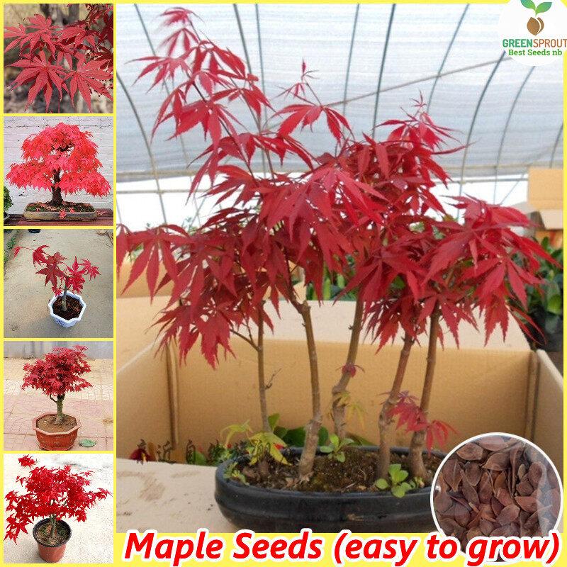 High Quality Seeding Maple Tree Seeds Flower Seeds Bonsai Tree - TikTok ...