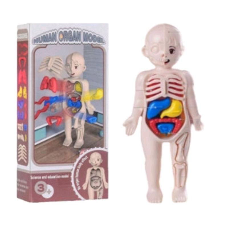 Mainan Edukasi Organ Tubuh Manusia Human Organ Model Stam Toys - Shop ...