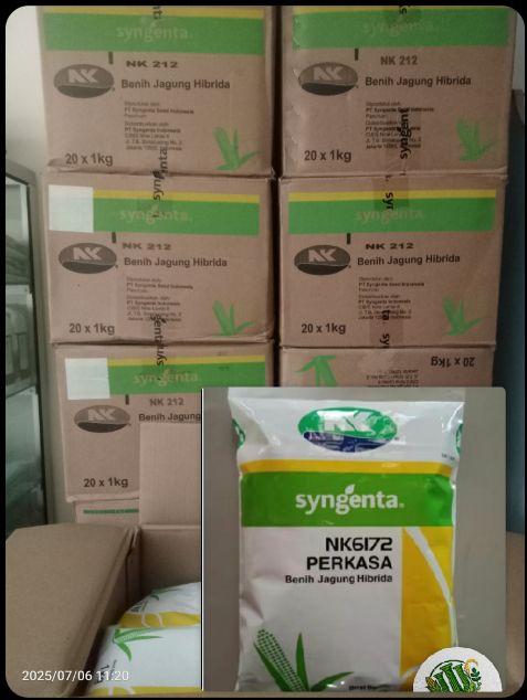 Syngenta Perkasa 1kg Model NK6172 Benih Jagung Hibrida Berkualitas ...