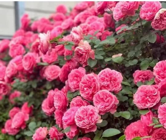 Rose seedling vine this rose rose flower tree garden climbin - TikTok ...