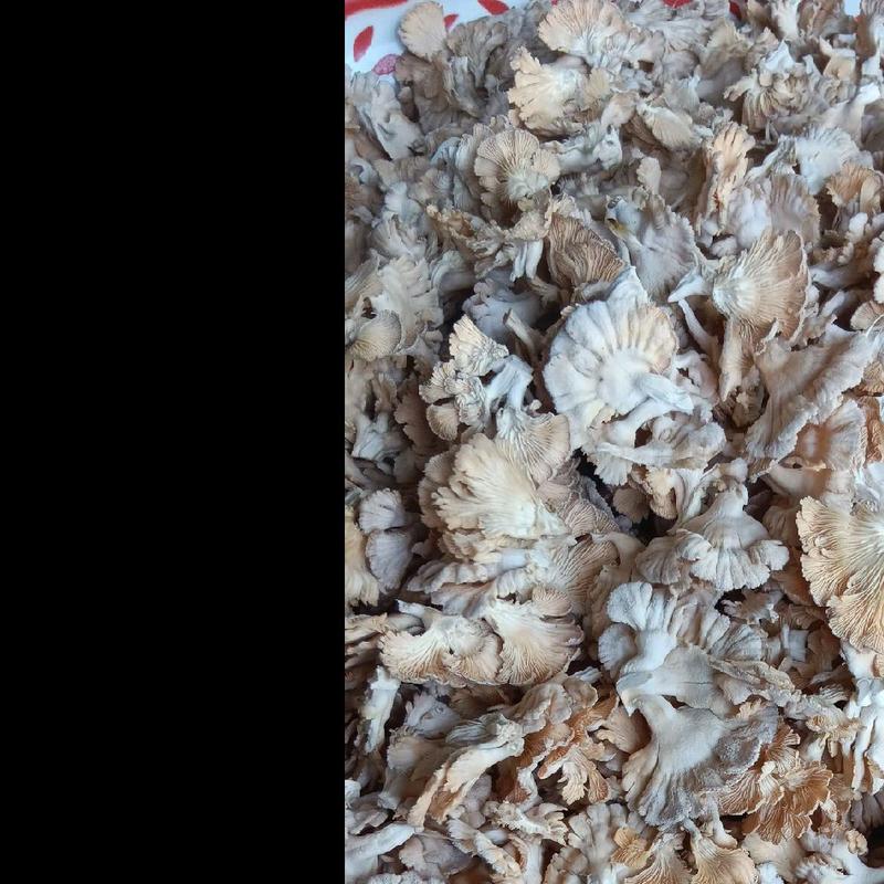 Cendawan Kukur/Sisir Kering Food Frozen - TikTok Shop Malaysia